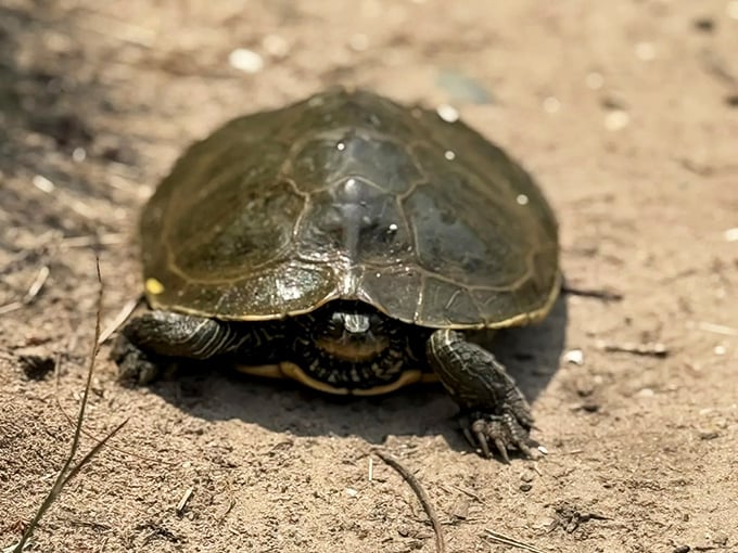 This determined little turtle didn't get the memo about slow and steady &ndash; he's got places to be and sun to soak up!