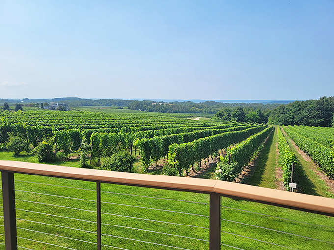 Rows of meticulously maintained vines stretch toward the horizon, where vineyard meets sky in perfect Michigan harmony.