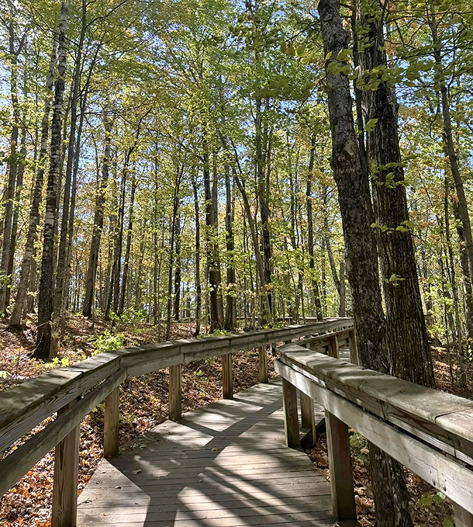This wooden boardwalk isn't just a path &ndash; it's an invitation to venture deeper into the forest's embrace without muddy boots.