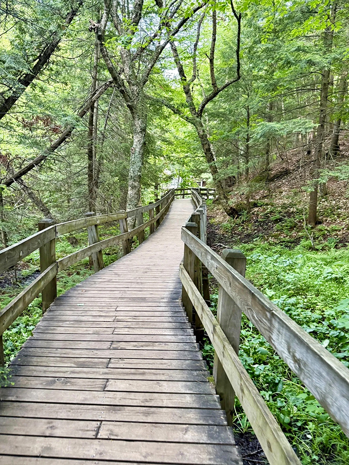 The wooden boardwalk guides visitors through the forest like a gentle host, ensuring everyone gets the VIP treatment regardless of hiking ability.