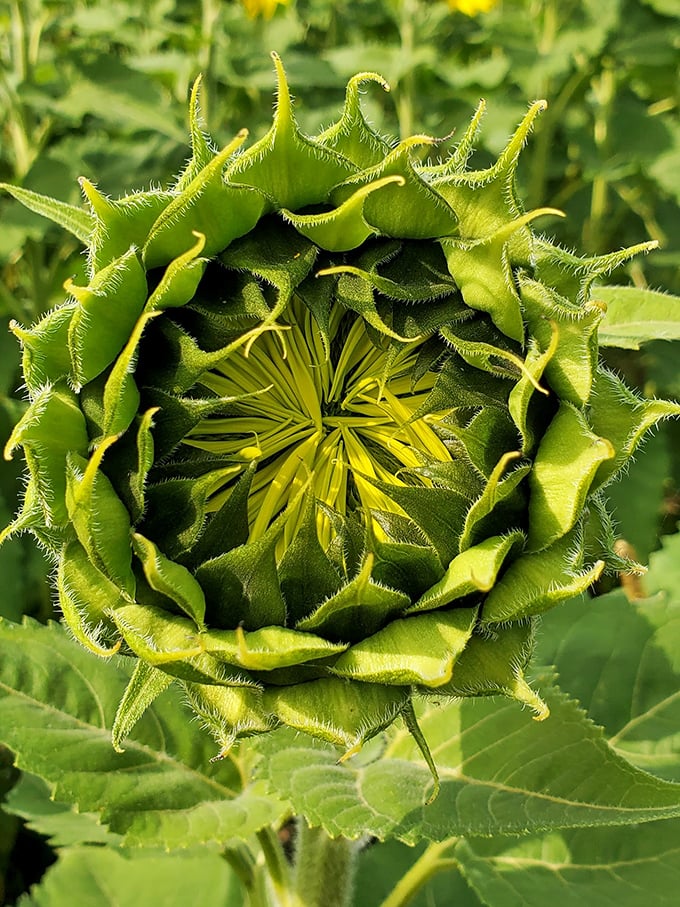 The hidden beauty of anticipation: a sunflower bud tightly holds its secrets, promising tomorrow's glory in today's green package.