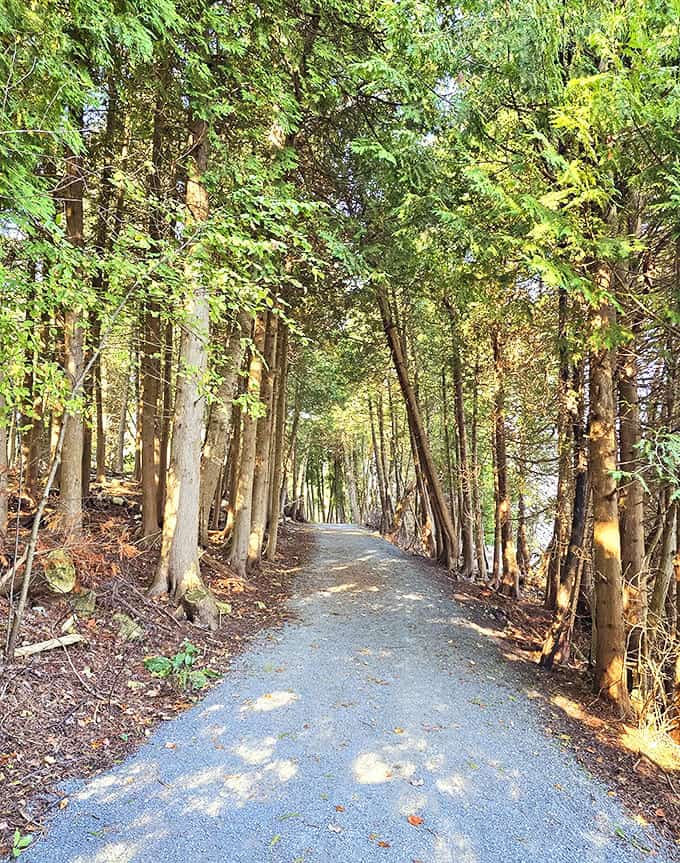 Nature's cathedral: Towering trees form a perfect corridor of dappled light, inviting wanderers to discover what lies beyond each curve.