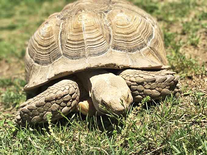 This African spurred tortoise moves with the unhurried confidence of someone who knows they'll outlive us all.