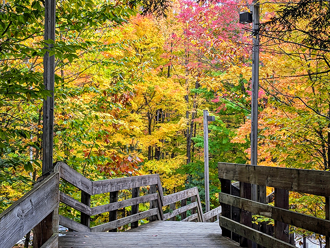 Autumn transforms Hartwick Pines into a painter's palette of gold and crimson, nature's grand finale before winter's quiet slumber.