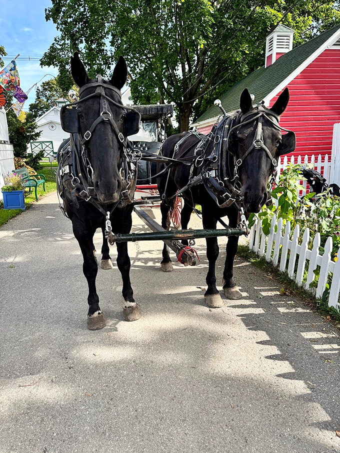 These magnificent black beauties stand at attention, their matching harnesses and blinders creating a striking silhouette against the island backdrop.