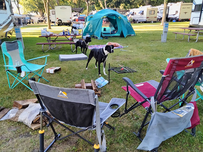 Camp life in full swing: Dogs, tents, and comfortable chairs create the perfect recipe for relaxation away from the daily grind.