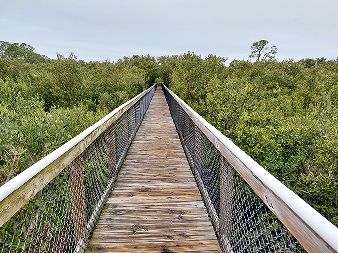 Cemetery Point Boardwalk stretches into a green embrace of mangroves, offering a wooden highway through Florida's natural air conditioning system.