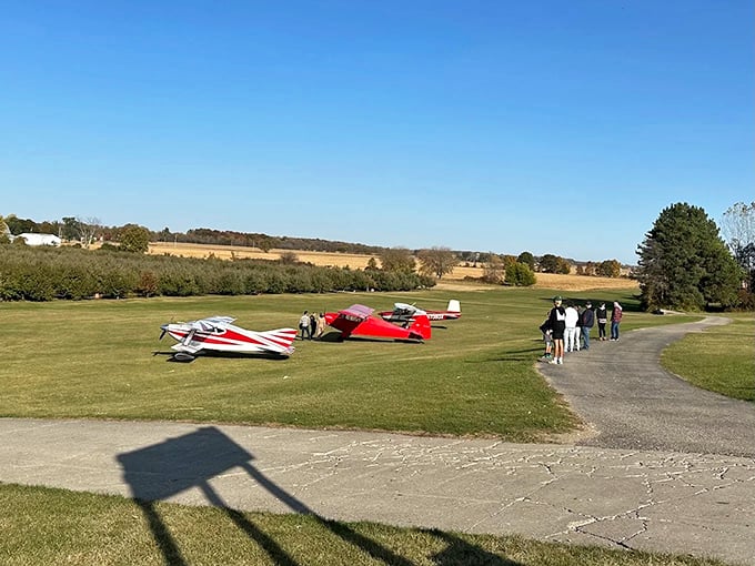 Children bounce with abandon on the giant jumping pillow, their laughter rising above the orchard like the sweetest kind of harvest.