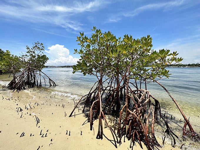 Beyond the famous rocks, the preserve protects crucial mangrove ecosystems where tangled roots create nurseries for countless marine species.