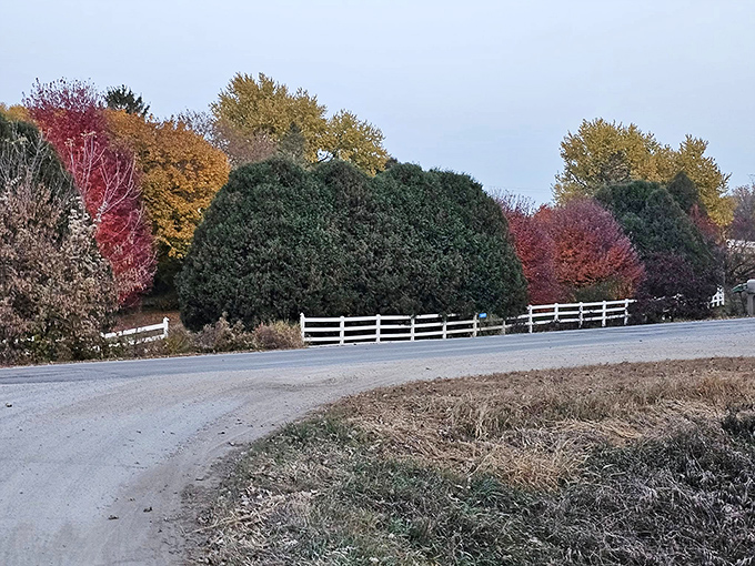 Fall foliage creates a fiery display along residential streets &ndash; Mother Nature showing off her best work.