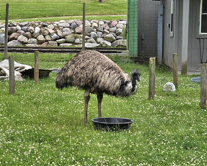 Nature's oddball! The emu struts around looking like evolution had some creative fun designing this feathered dinosaur descendant.