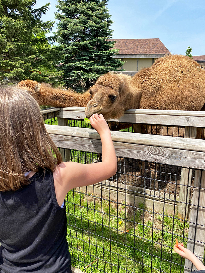 Childhood magic captured: tiny hands offering treats to desert giants creates memories that outlast any souvenir.