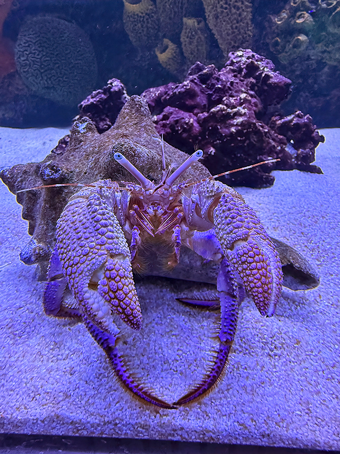 Even hermit crabs get the spotlight here, these tiny home-swappers showing that size doesn't determine how interesting you can be.