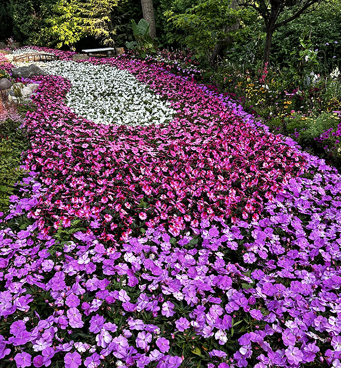 A carpet of impatiens creates this stunning floral "river" &ndash; proof that sometimes the simplest flowers create the most dramatic effects.
