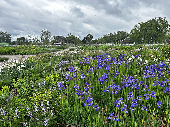 Oudolf Garden Detroit transforms "just plants" into living art with naturalistic designs that maintain their structural beauty through all four Michigan seasons.