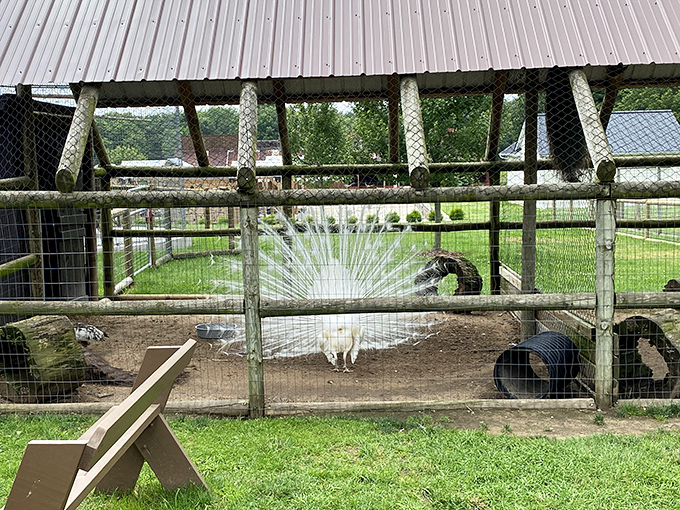 A magnificent white peacock displays nature's perfect artistry, stopping visitors in their tracks with its ethereal, fan-shaped plumage.