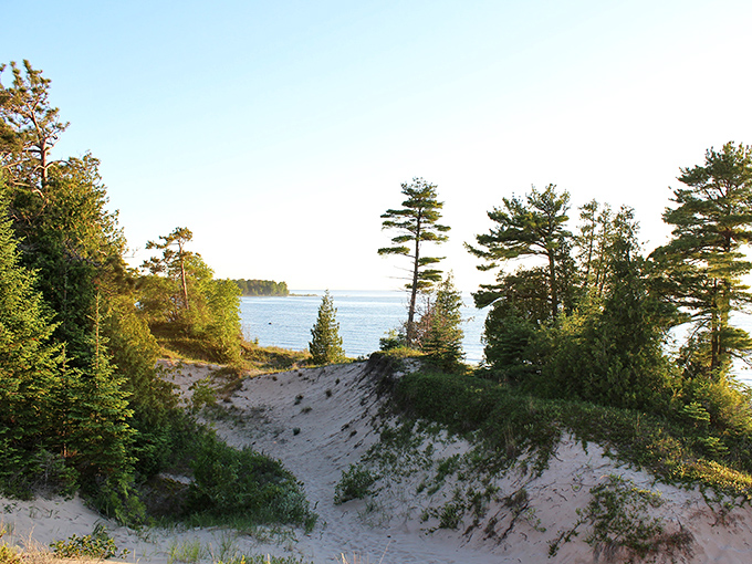 Summer's perfect canvas: towering pines frame Lake Michigan's blue horizon, creating the backdrop for countless "wish you were here" moments.