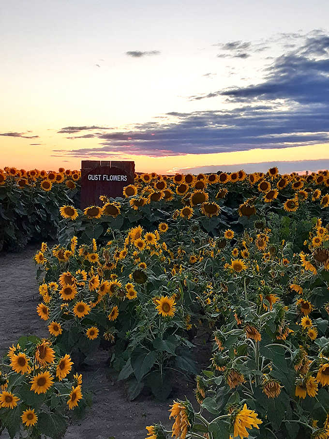 Magic hour transforms ordinary sunflowers into silhouetted sentinels against a canvas of pink, purple and gold Michigan twilight.