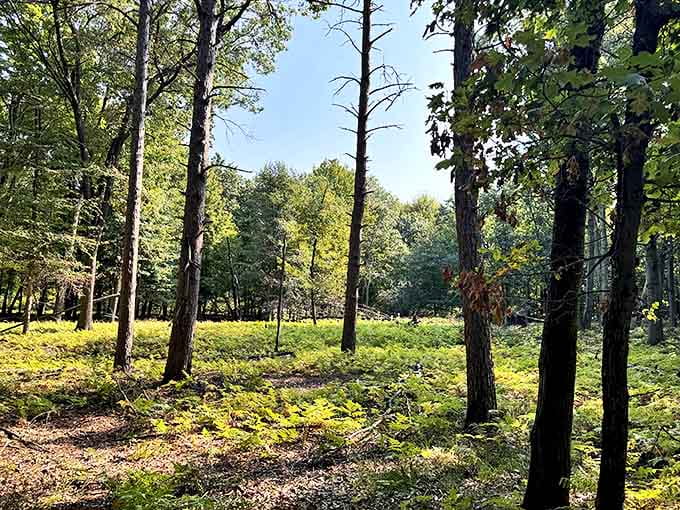 Sunlight filters through ancient trees at Tobico Marsh trails, creating dappled patterns on forest floors that change with every passing cloud.