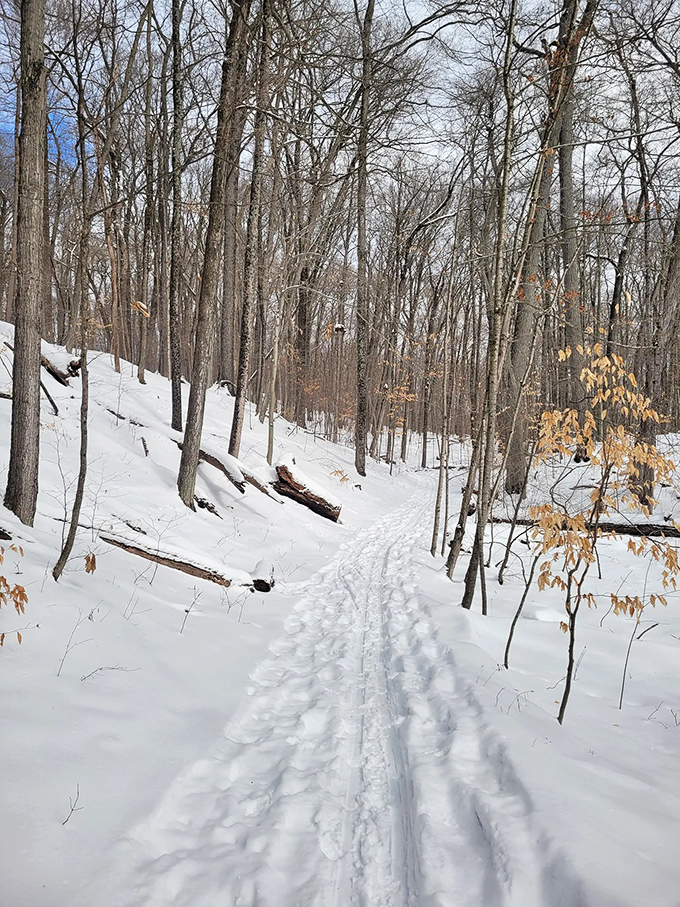 Winter transforms Haven Hill into a Robert Frost poem come to life. The snowy path beckons with promises of solitude and discovery.