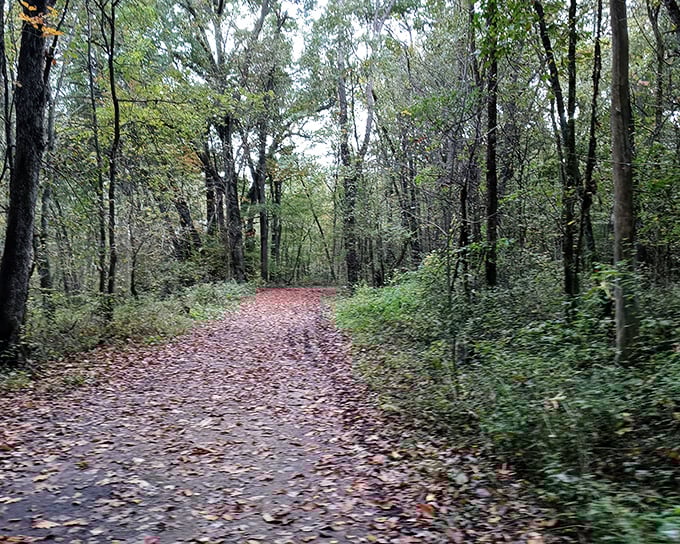 Fallen leaves carpet the path ahead, each crunching step a reminder that you're walking where countless others have tread before.