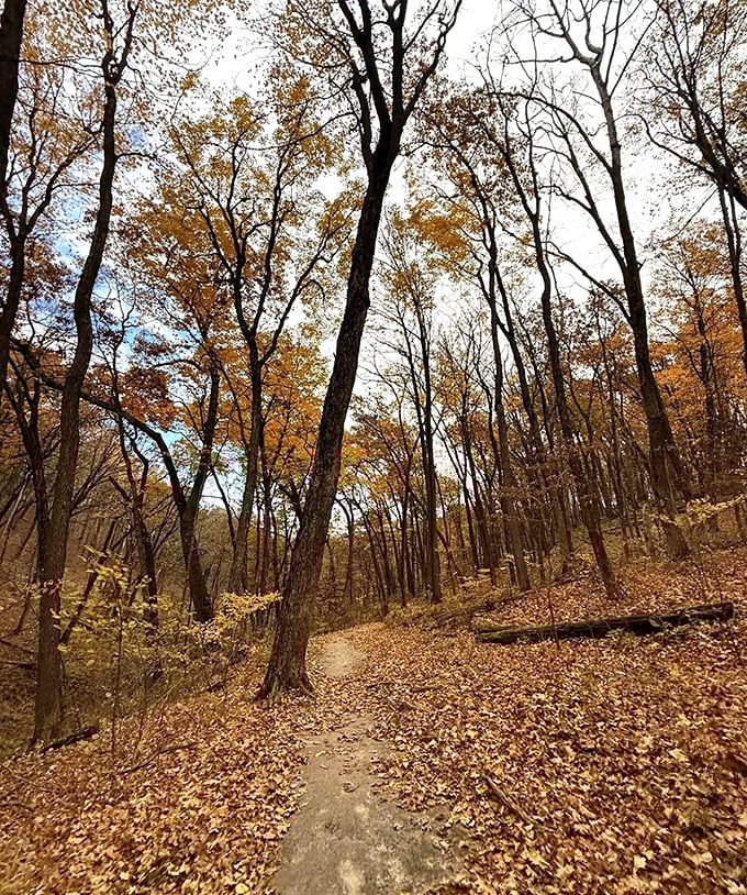 Sunset filters through the canopy, turning an ordinary forest path into a golden corridor of light and shadow.