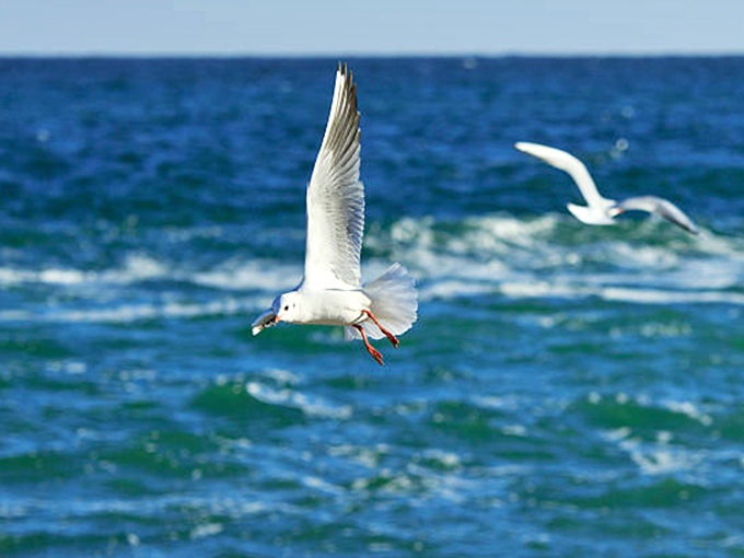 Lake Michigan's aerial acrobats put on a free show daily &ndash; no tickets required.