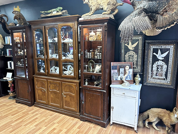 Antique cabinets house collections of oddities that blur the line between museum-worthy artifacts and purchasable treasures.