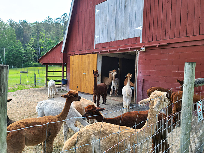 Alpacas gather at the barn entrance, their expressions ranging from mild curiosity to "Did you bring snacks?"