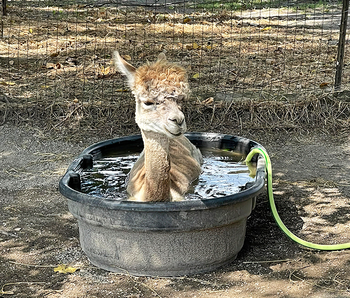 Spa day, alpaca style! This clever camelid enjoys a refreshing soak, looking completely unbothered and possibly plotting its next Instagram post.