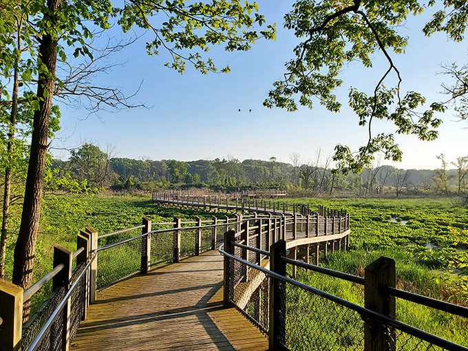 The wooden boardwalk winds through marshlands like nature's catwalk, offering front-row views of Michigan's wetland wonders without the soggy shoes.