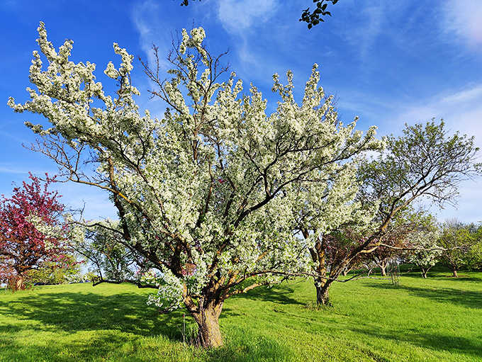 This crabapple tree explodes with blossoms so pristine and abundant, it appears to be showing off for the neighboring trees with less impressive spring wardrobes.