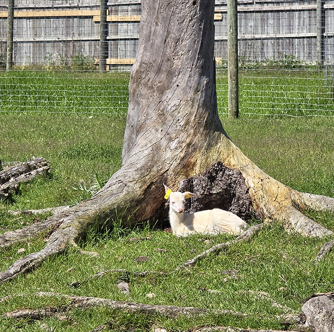 Finding the perfect spot for an afternoon nap &ndash; this little one has mastered the art of relaxation under a tree.