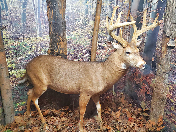 This magnificent buck stands eternally vigilant in autumn splendor, showcasing Michigan's most iconic woodland resident.
