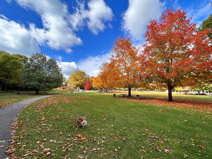 Fall transforms Tunnel Park into a painter's palette of crimson and gold, where even squirrels pause to appreciate the view.