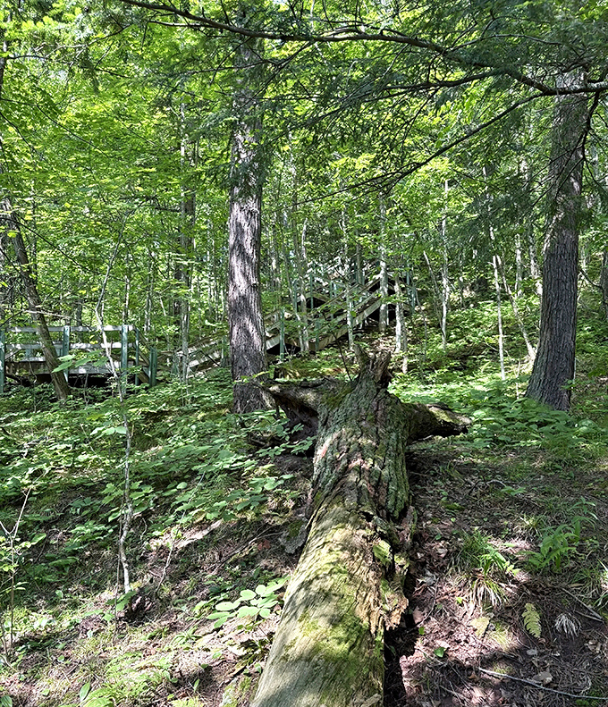 A fallen giant rests peacefully on the forest floor, slowly returning to the earth while providing habitat for countless tiny forest residents.
