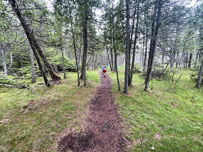 Dappled sunlight guides wanderers through the forest, where every turn might reveal a faun with an umbrella or just spectacular beauty.