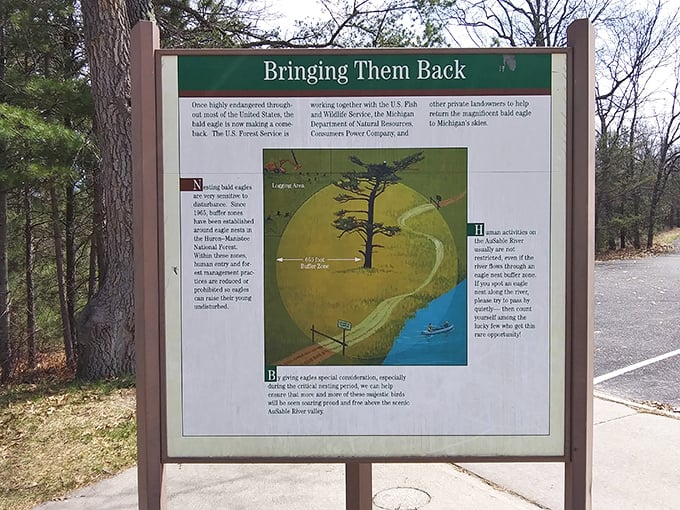 Educational signage that proves bald eagles are making a comeback, unlike your hairline. Nature's comeback stories are always more inspiring.