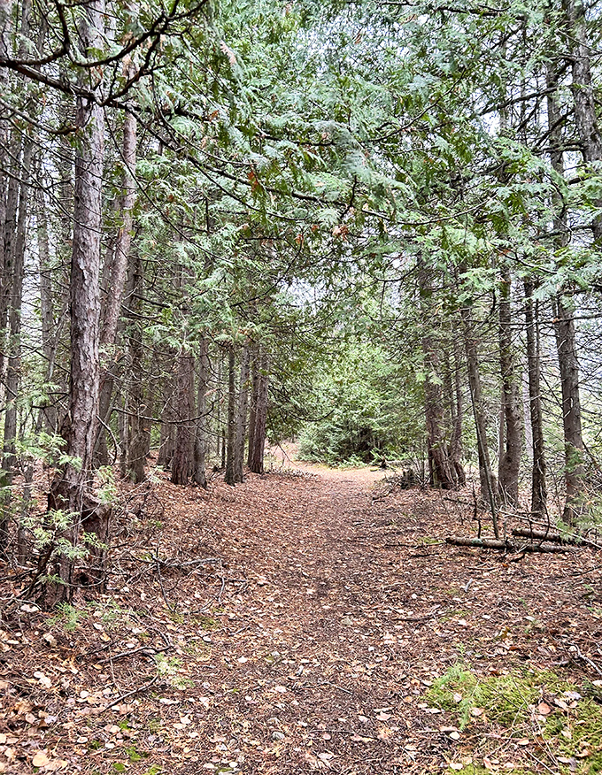 A forest path beckons adventurers into the cool shade, where the temperature drops and time seems to slow with each step.
