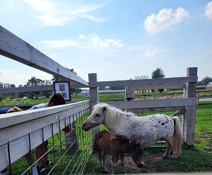 Miniature horses with maximum personality &ndash; the spotted one is clearly the diva of this barnyard production.