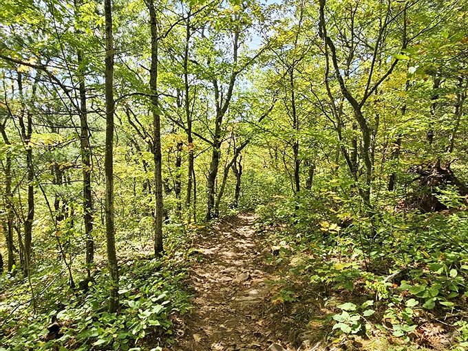 Nature's own carpet of earth and roots guides wanderers through a landscape where every turn reveals another postcard-worthy scene.