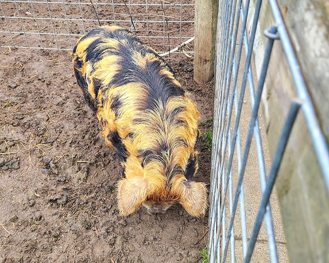 This spotted pig has mastered the fine art of mud bathing &ndash; essentially a spa day in the barnyard world.
