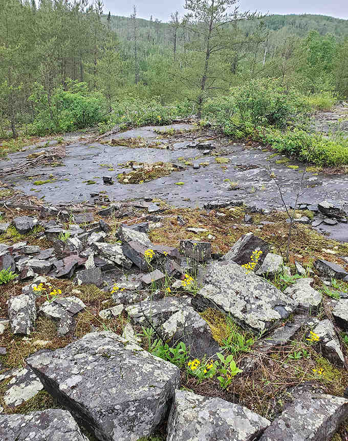 Nature's jigsaw puzzle scattered across the forest floor, remnants of geological forces beyond imagination. Each stone tells a chapter in Earth's epic biography.
