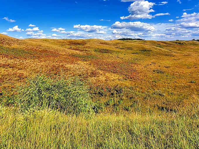 Autumn transforms the landscape into a patchwork quilt of amber, russet and gold under Minnesota's vast sky.
