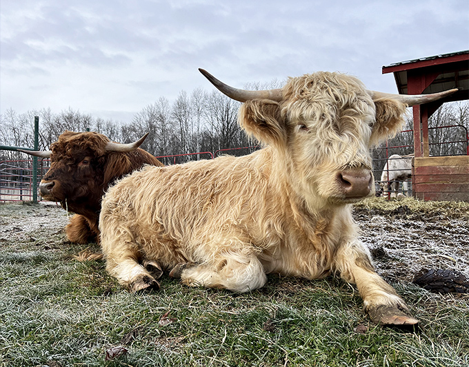 Highland cattle lounging like shaggy supermodels, their ginger coats and impressive horns making them the farm's most photogenic residents after the reindeer.