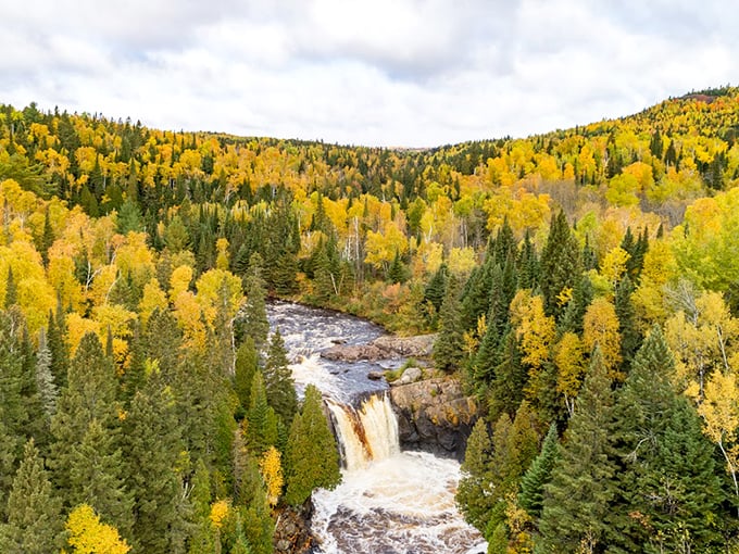 Towering pines stand like silent sentinels, witnessing centuries of Minnesota seasons while we humans scurry about below.