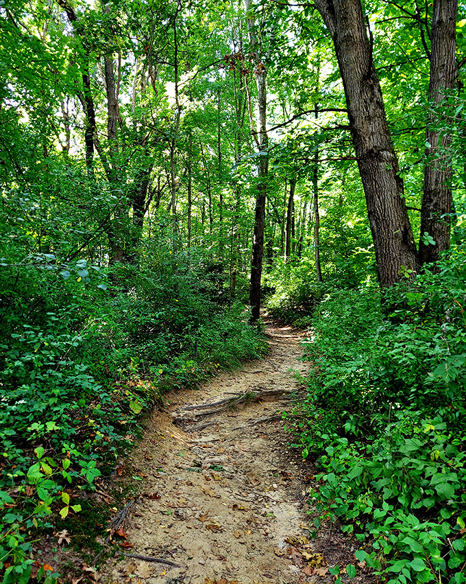 This winding dirt path practically whispers "follow me" as it disappears around the bend, promising new discoveries ahead.