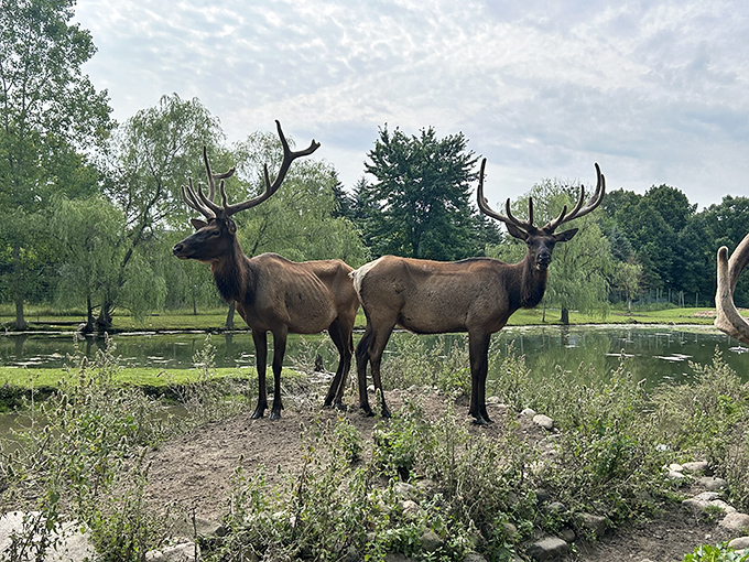 Two magnificent bull elk stand regally beside a pond, their impressive antlers silhouetted against the Wisconsin landscape they call home.