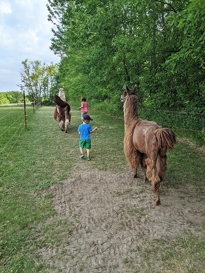 The ultimate nature therapy – strolling through Minnesota's beautiful landscape with a gentle giant as your companion and guide.