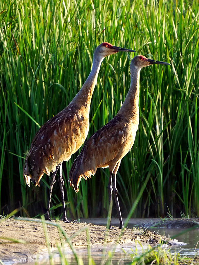 Sandhill cranes stand sentinel in the reeds, their prehistoric silhouettes and watchful red eyes adding wild elegance to Newaygo's abundant natural scenery.